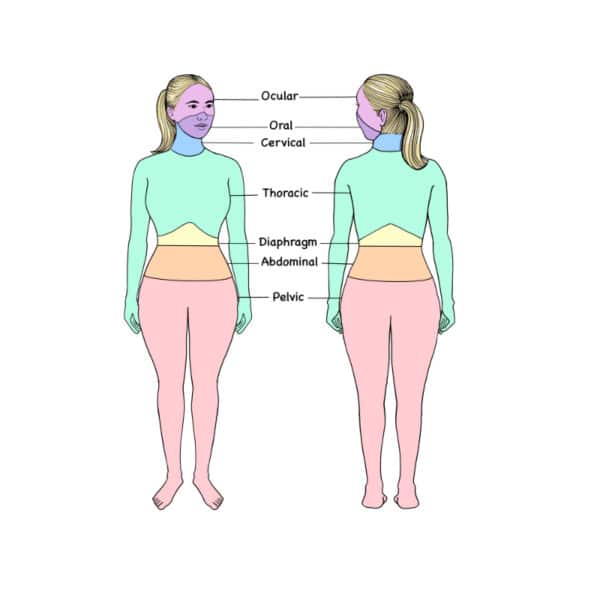 Reichian Segmental Armouring Theory | Muscular Body Armour